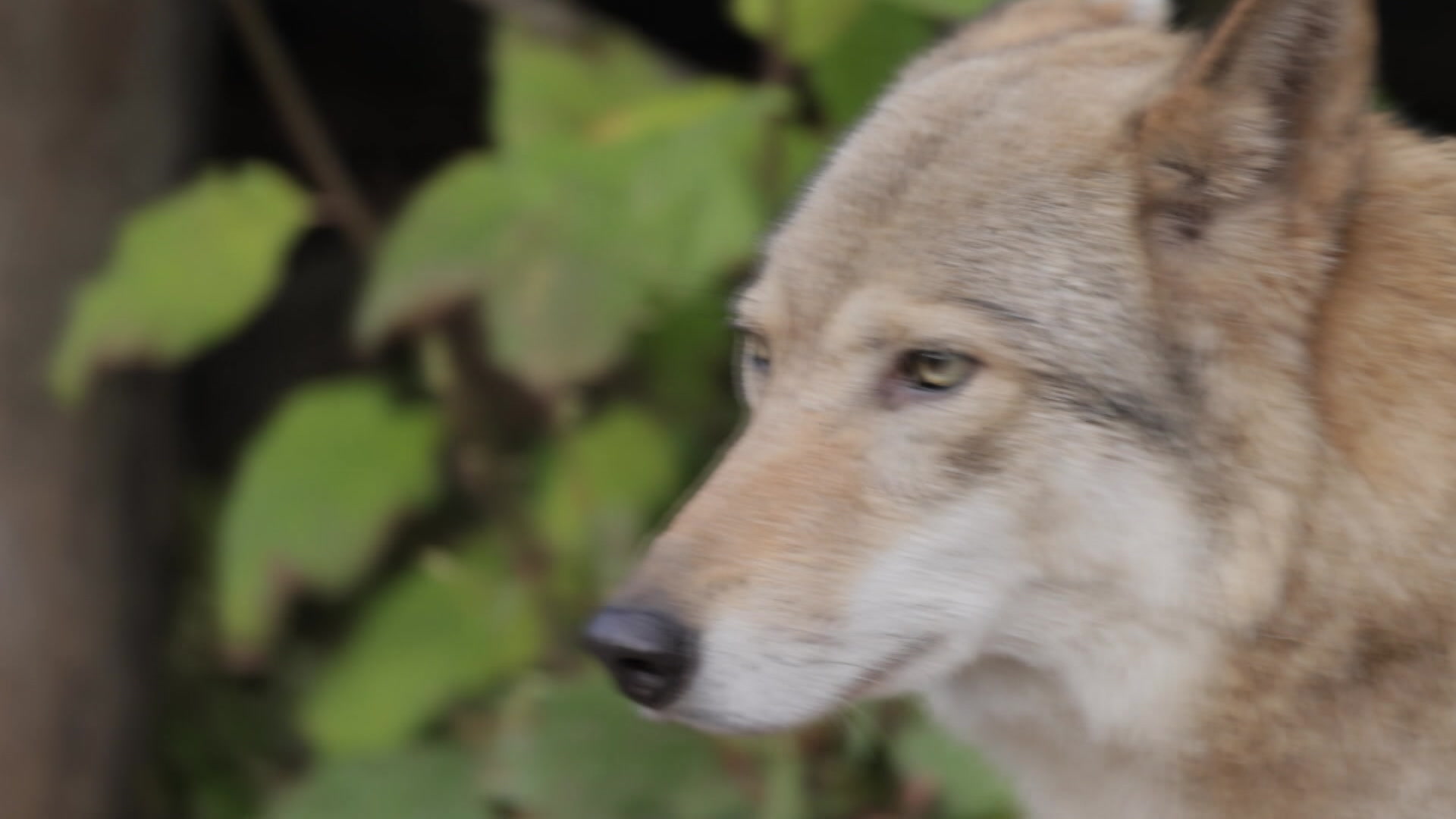 INF-BRÈVE-LOUP-20231213.jpg / Canal9