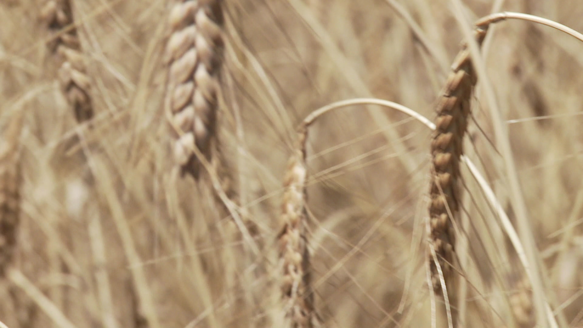 Récolter engrain et amidonnier valaisans: une satisfaction pour «le ...