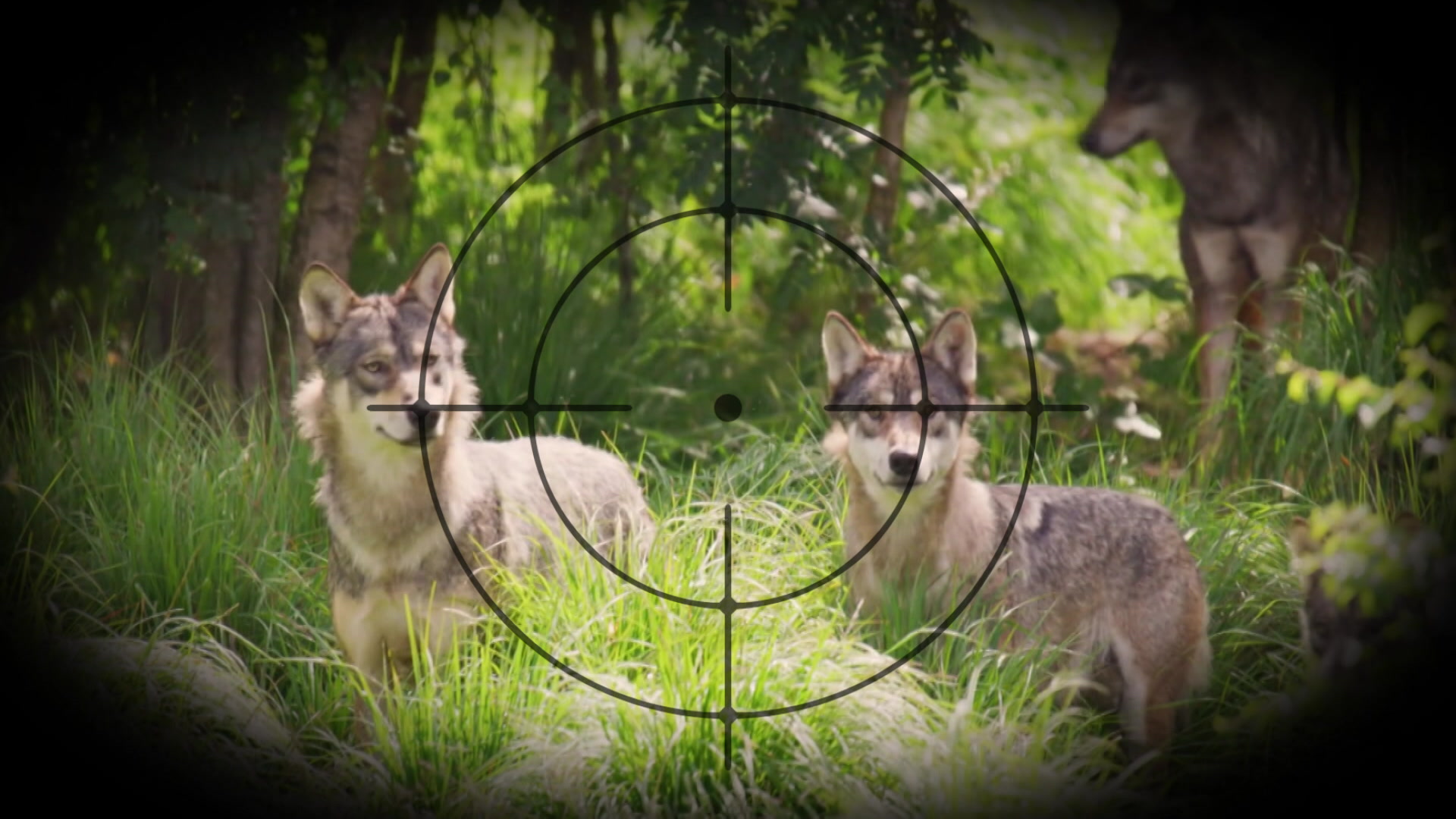 Loi sur la chasse: vers une double extension de l’autorisation de tir ...
