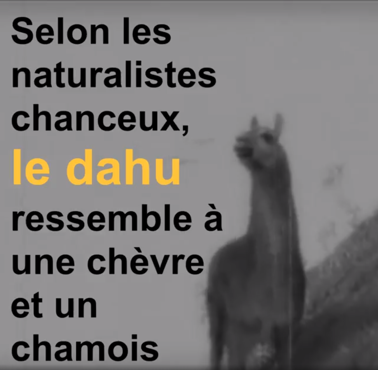 Le dahu… Mythe ou réalité ? / Canal9